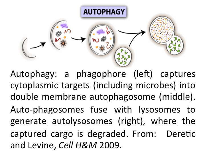 Molecular Genetics & Microbiology :: Molecular Genetics & Microbiology ...
